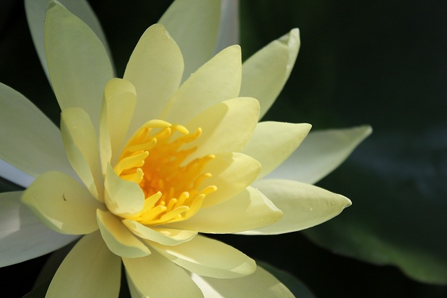 The Holy Man and The Precious Jewel – joyful2beeblogs